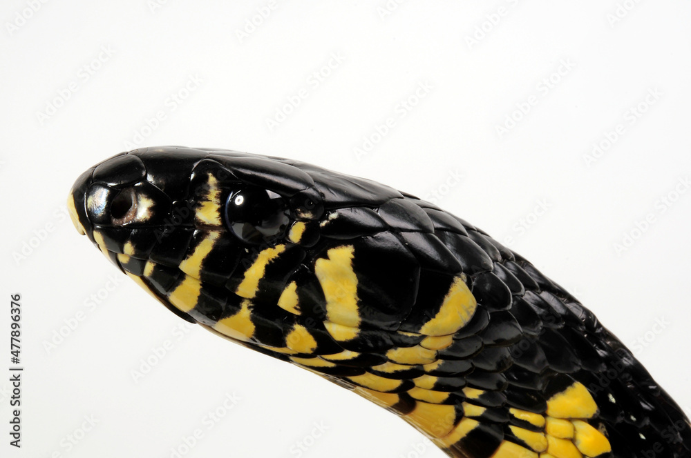 Tiger rat snake, Caninana // Hühnerfresser (Spilotes pullatus) Stock ...