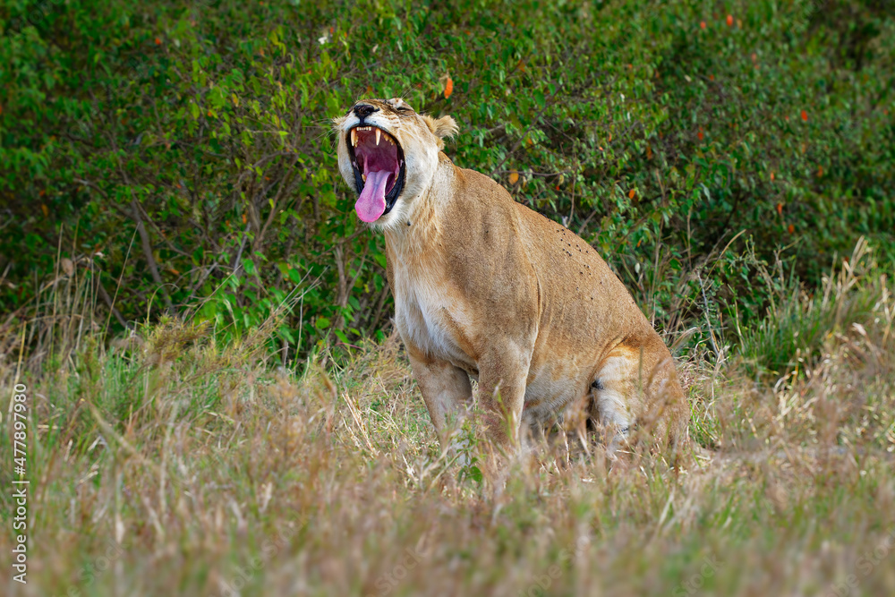 Lion - Panthera leo king of the animals. Lion - the biggest african cat ...