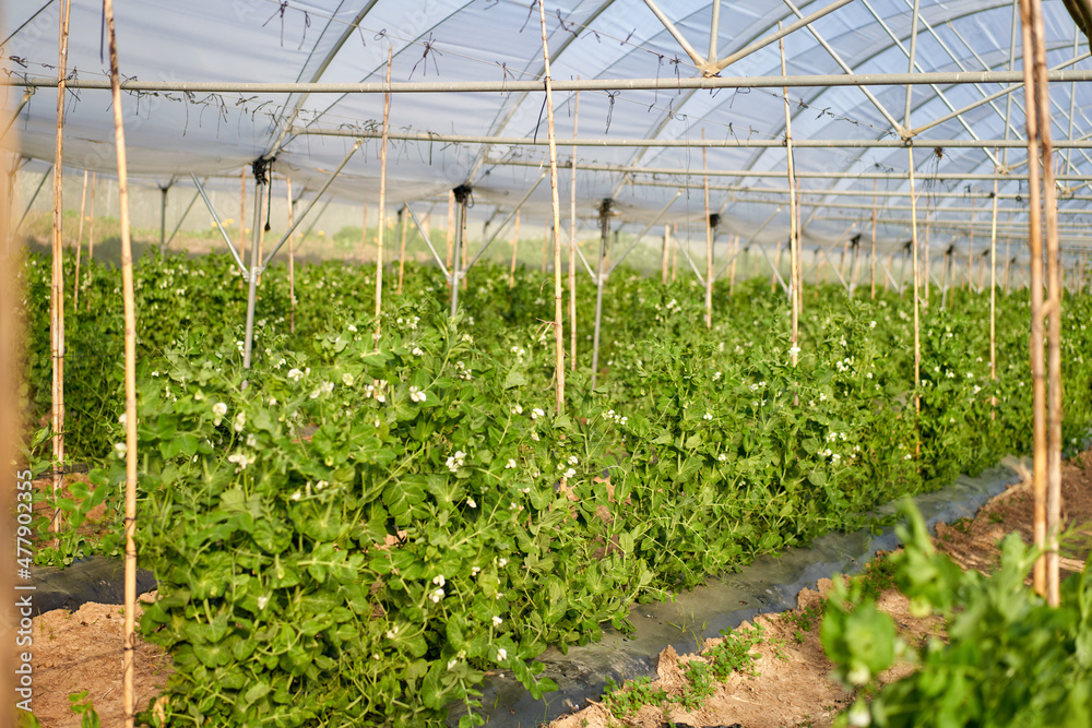 Purple flowers of snow pea plant.The snow pea is an edible-pod pea with ...