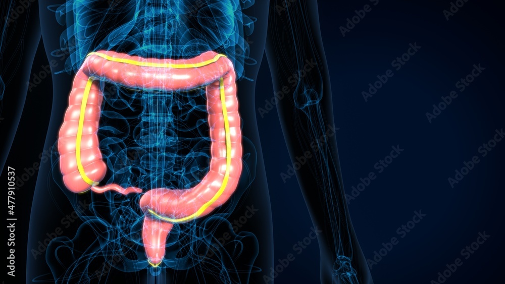 Large Intestine 3D Illustration Human Digestive System Anatomy Stock ...