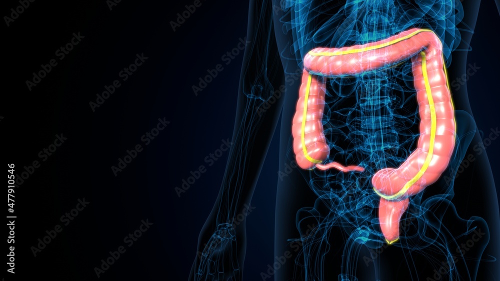 Large Intestine 3D Illustration Human Digestive System Anatomy Stock ...