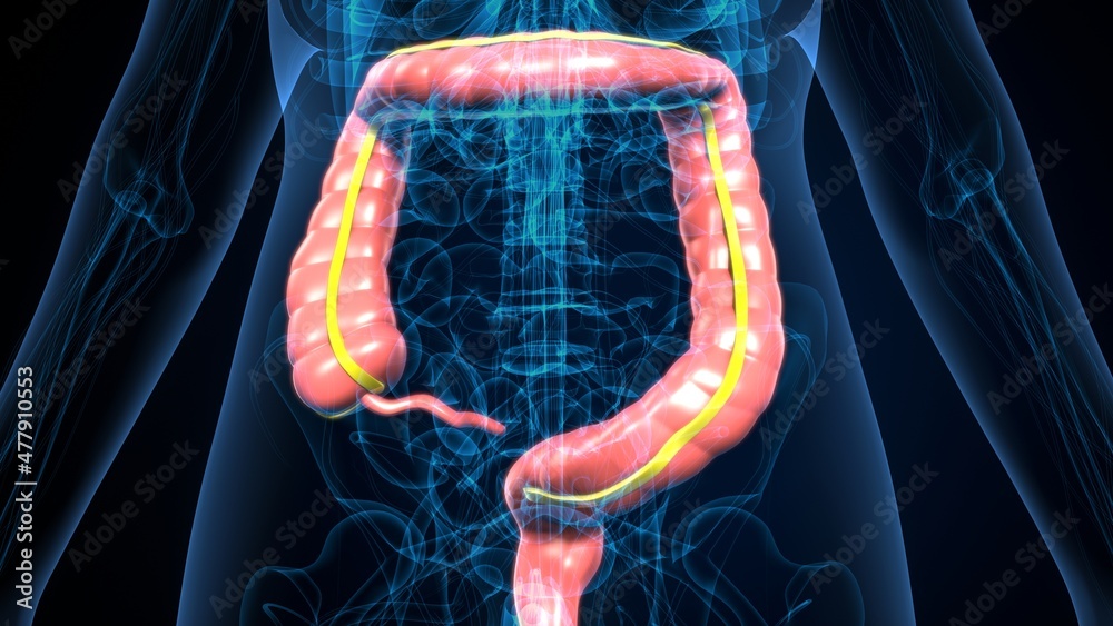 Large Intestine 3D Illustration Human Digestive System Anatomy Stock ...