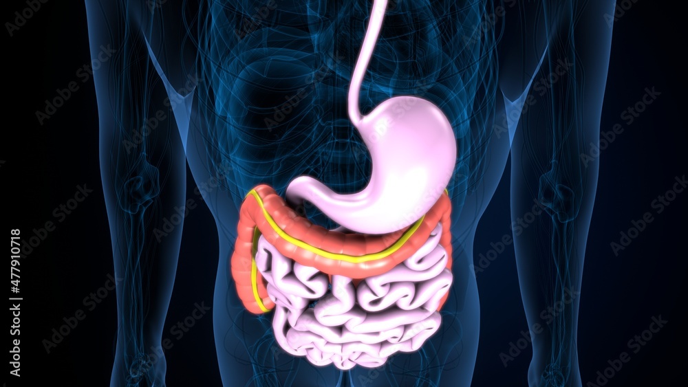 3d illustration of human body digestive system anatomy Stock ...