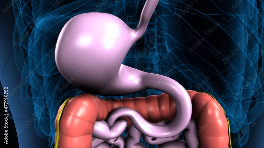 3d illustration of human body digestive system anatomy Stock ...