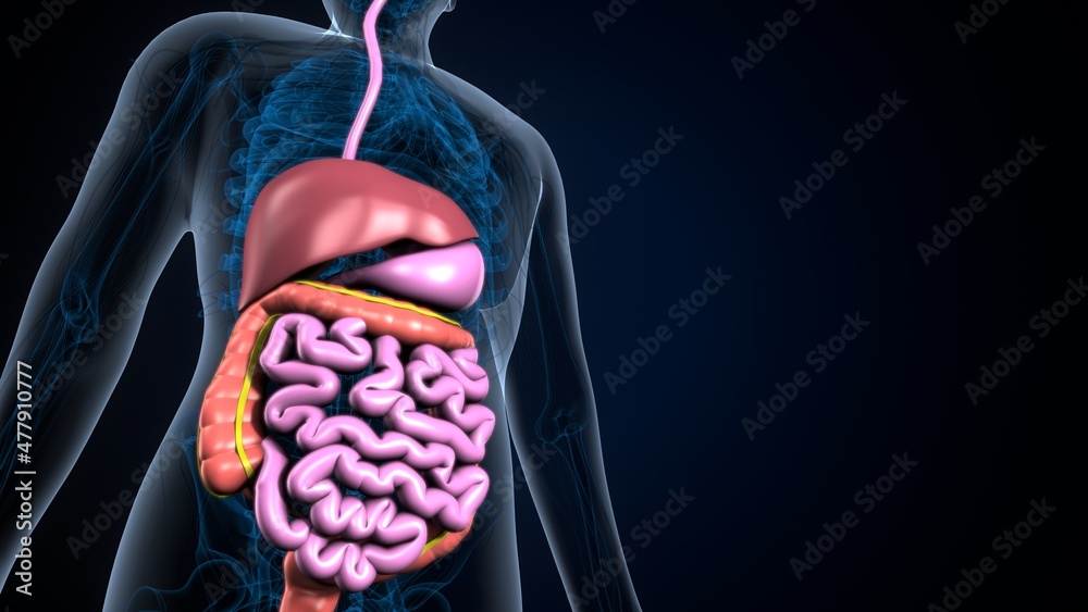 3d illustration of human body digestive system anatomy. Stock ...