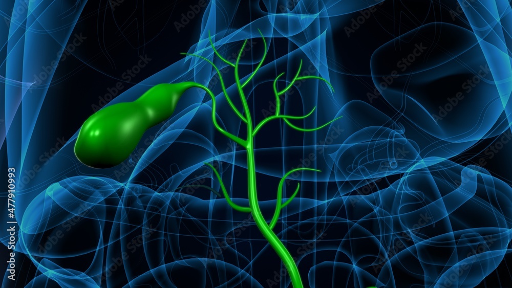 3d illustration of human internal organ gallbladder anatomy. Stock ...