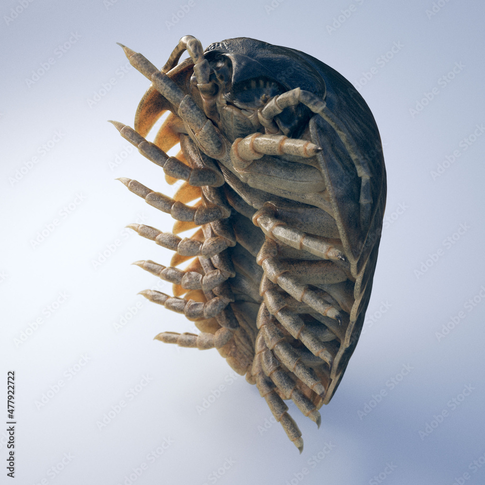 3d Rendering of Roly Poly Isopod Pill Bug on White background from an ...