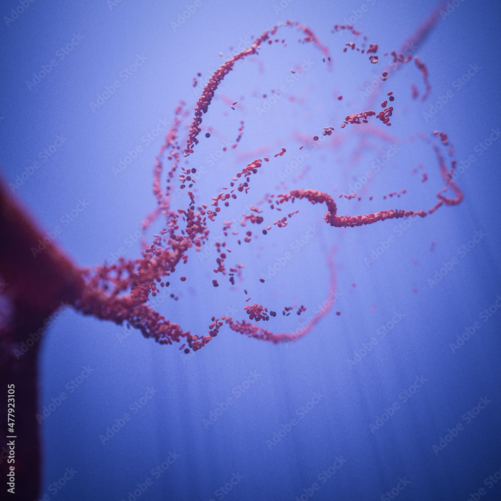 3d Rendering of red blood cells traveling through human capillary bed ...