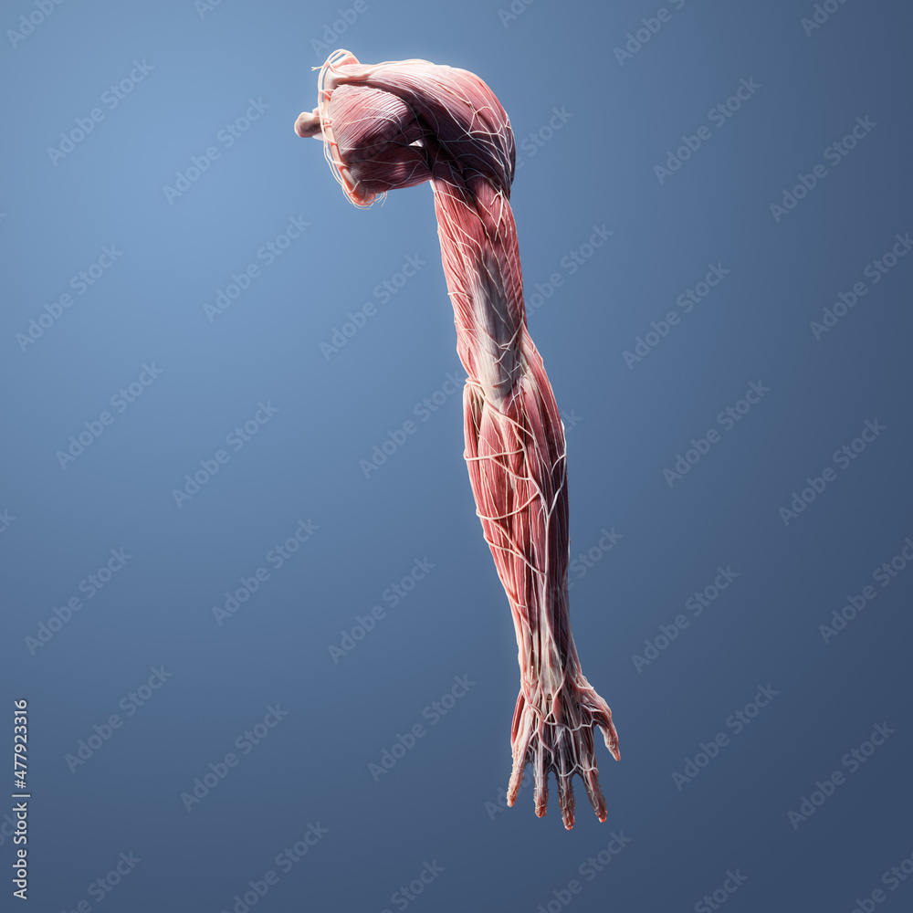 Full arm 3D muscular anatomy, posterior view Stock Illustration | Adobe ...