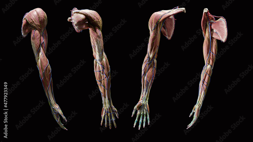 Full arm anatomy, multiple views, 3D rendering Stock Illustration ...