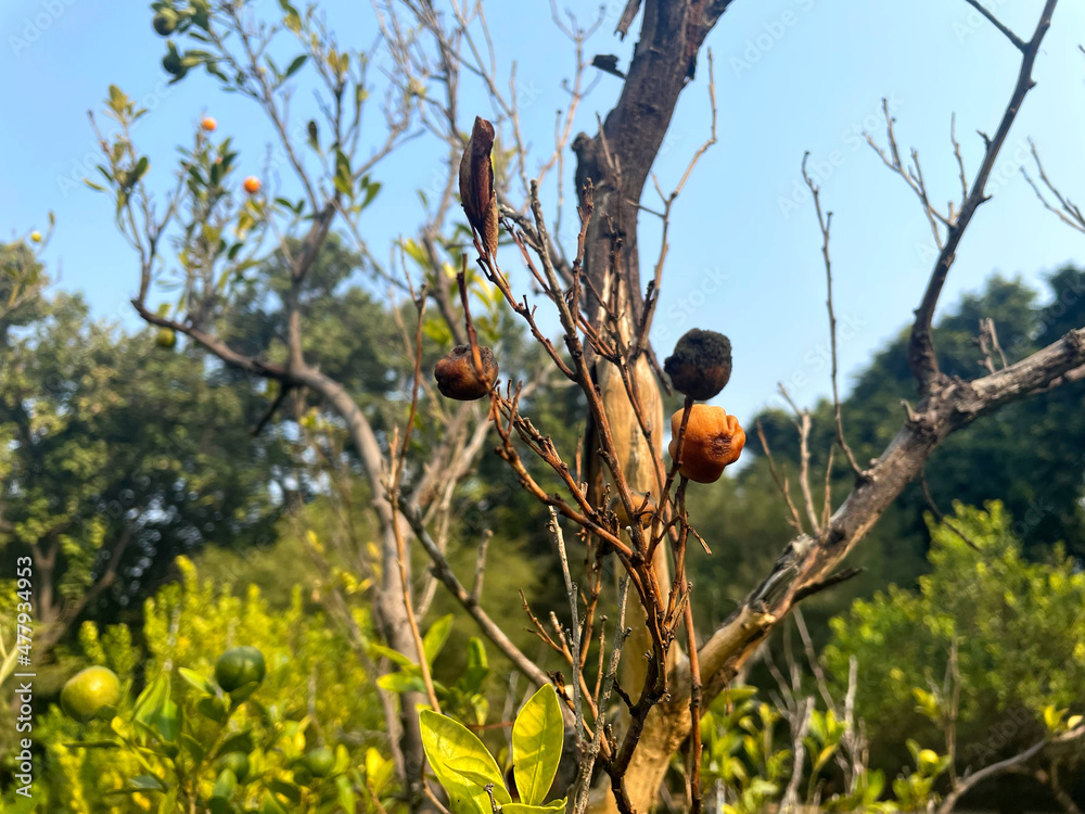 Dead orange plant Stock Photo | Adobe Stock
