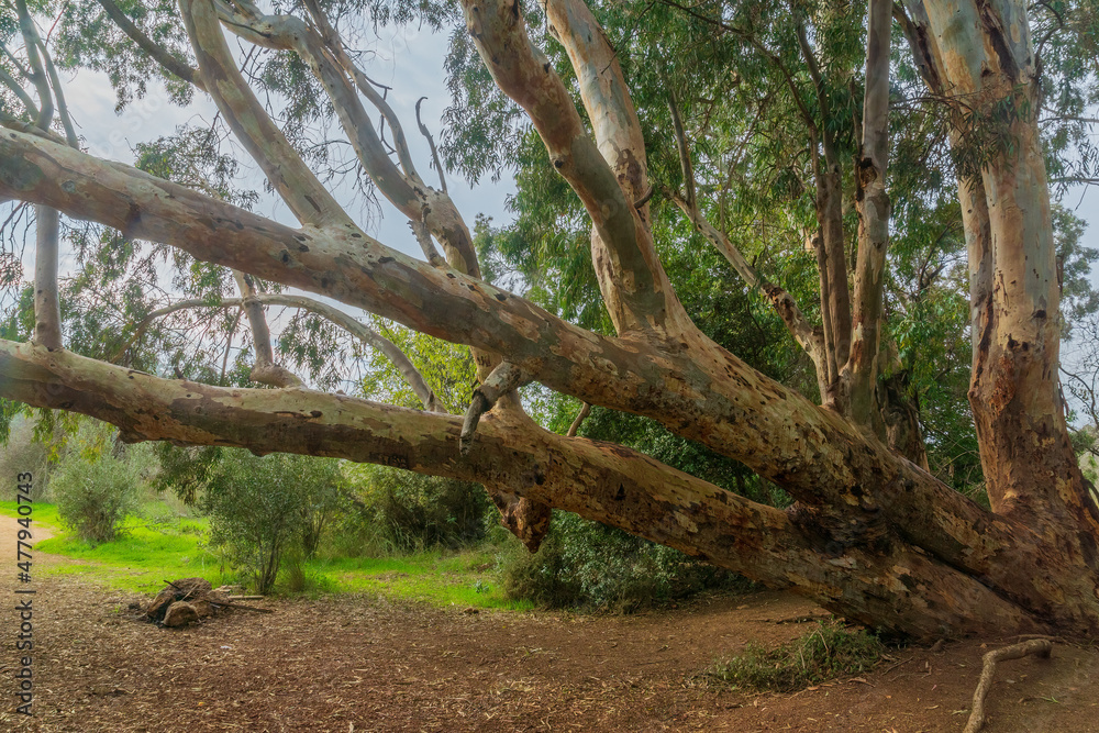 Eucalyptus trees in Ein Mata spring, the lower Judaean Mountains Stock ...