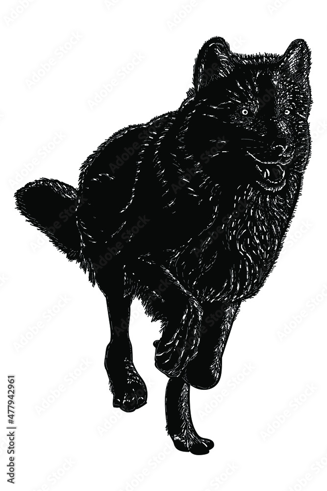 wolf running hand drawing vector illustration isolated on white ...
