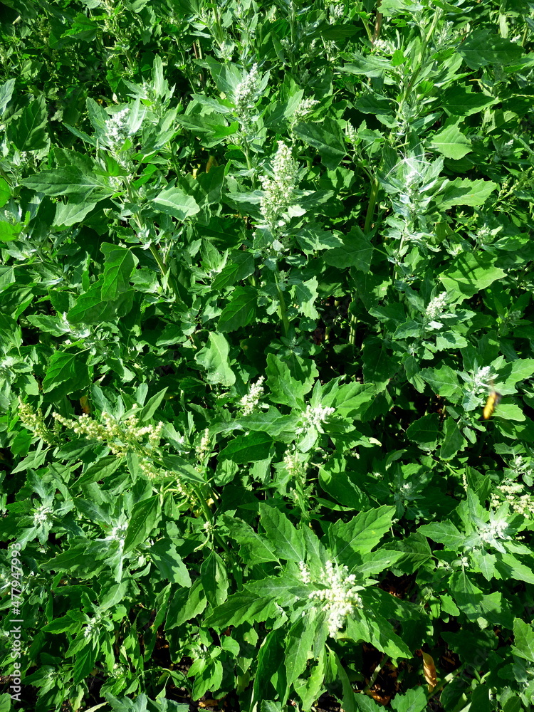 Atriplex fera bush, Orach Atriplex hortensis with leaves, flowers ...