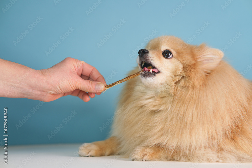 Unrecognisable hand of owner is giving a treat. Feeding of dog. Cute ...