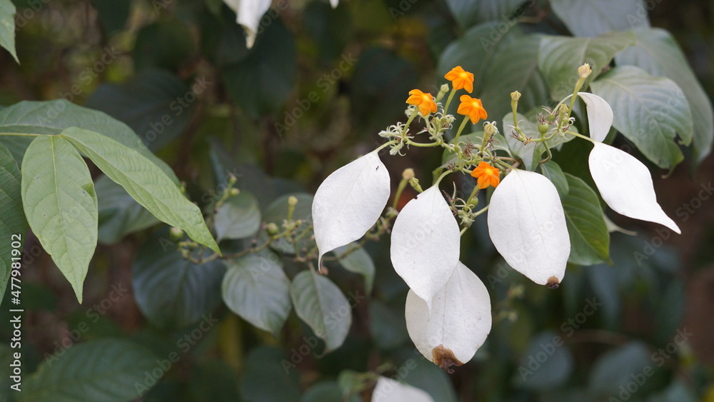 Mussaenda frondosa also known as known as the wild mussaenda or dhobi ...