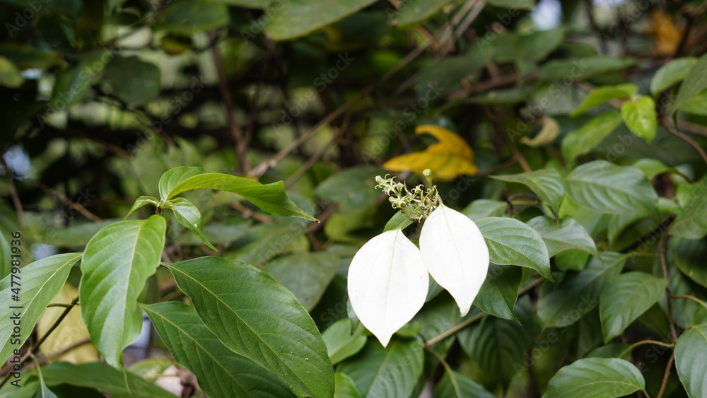 Mussaenda frondosa also known as known as the wild mussaenda or dhobi ...