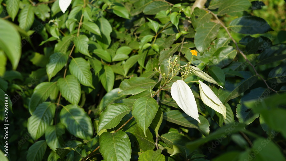 Mussaenda frondosa also known as known as the wild mussaenda or dhobi ...