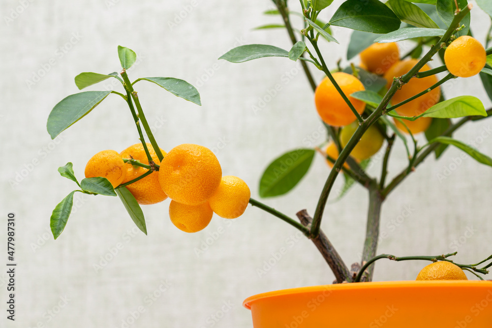 Ripe small orange fruits of indoor growing citrus plant Calamondin ...