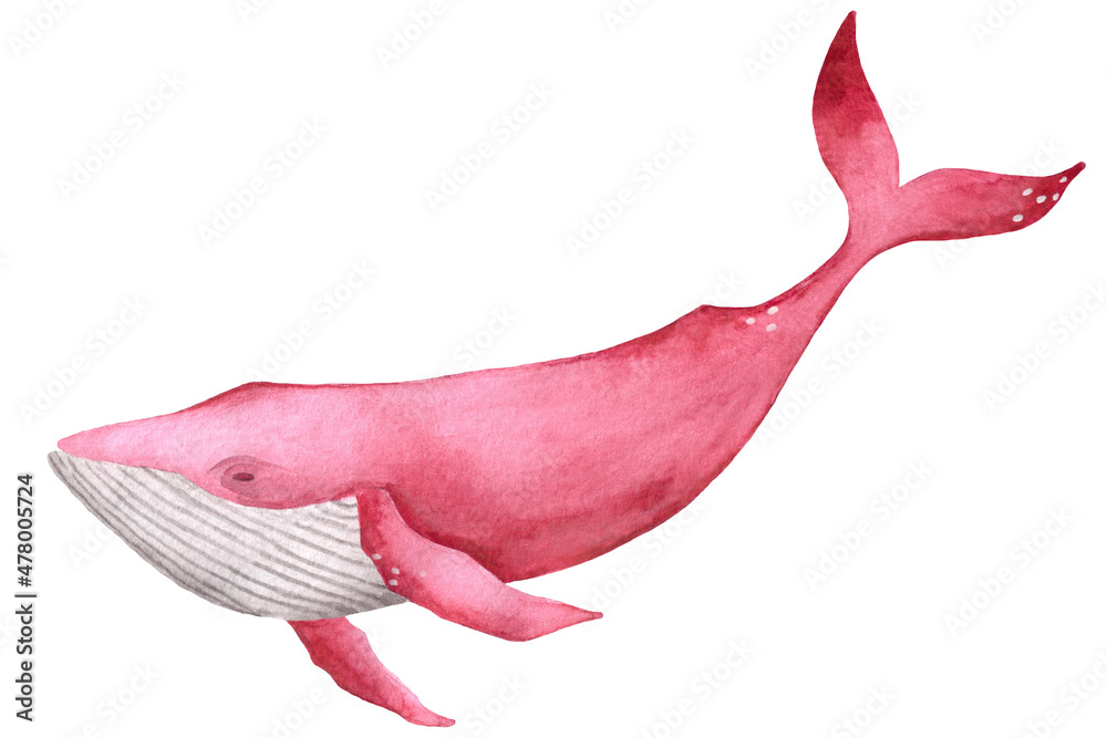 Watercolor hand drawn illustration with long pink whale isolated on ...