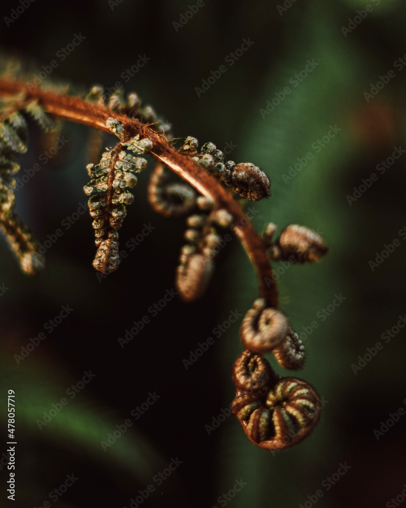 the fern koru, symbol of New Zealand Stock Photo | Adobe Stock