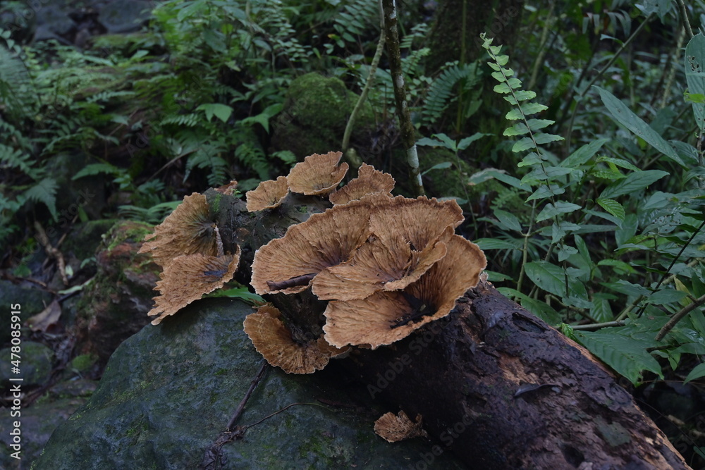 Saprophytes In Rainforest