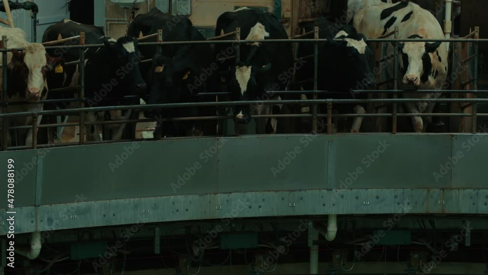 Process milking dairy cows on round milking machine. Automated ...
