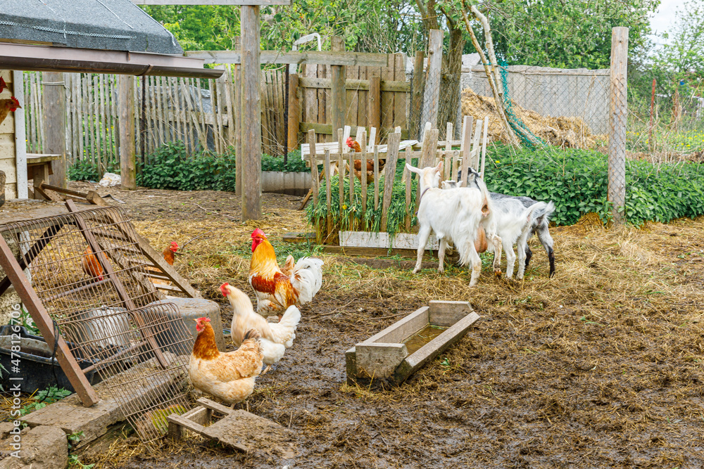 Foto de Goat and free range chicken on organic animal farm freely ...