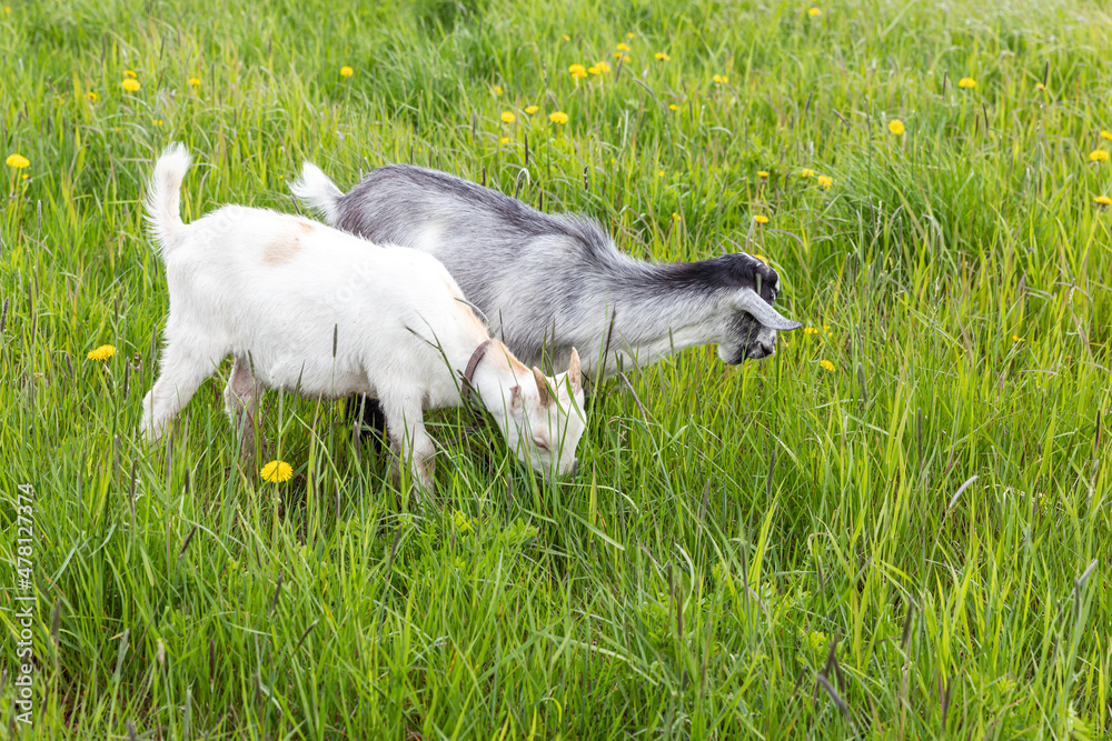 Cute free range goatling on organic natural eco animal farm freely ...