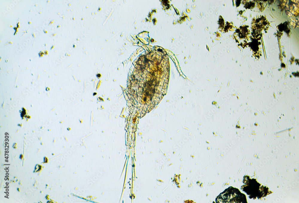 Copepod Cyclops is small crustacean found in freshwater pond ...