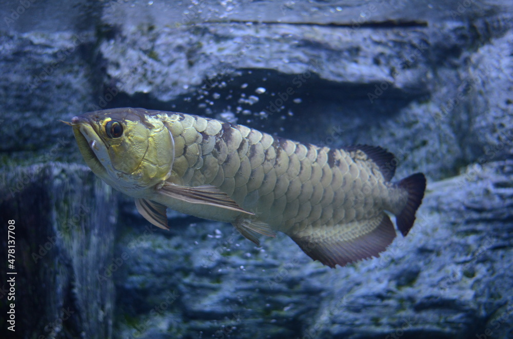 Gold Arowana Fish in The Aquarium, Thailand Stock Photo | Adobe Stock