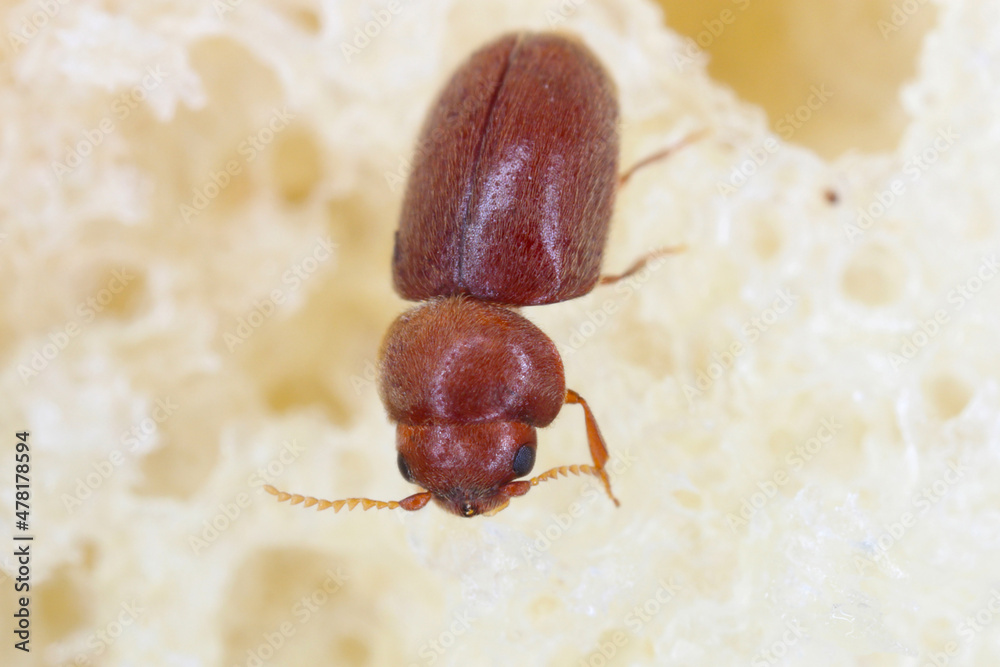 Lasioderma serricorne commonly known as the cigarette beetle, cigar ...