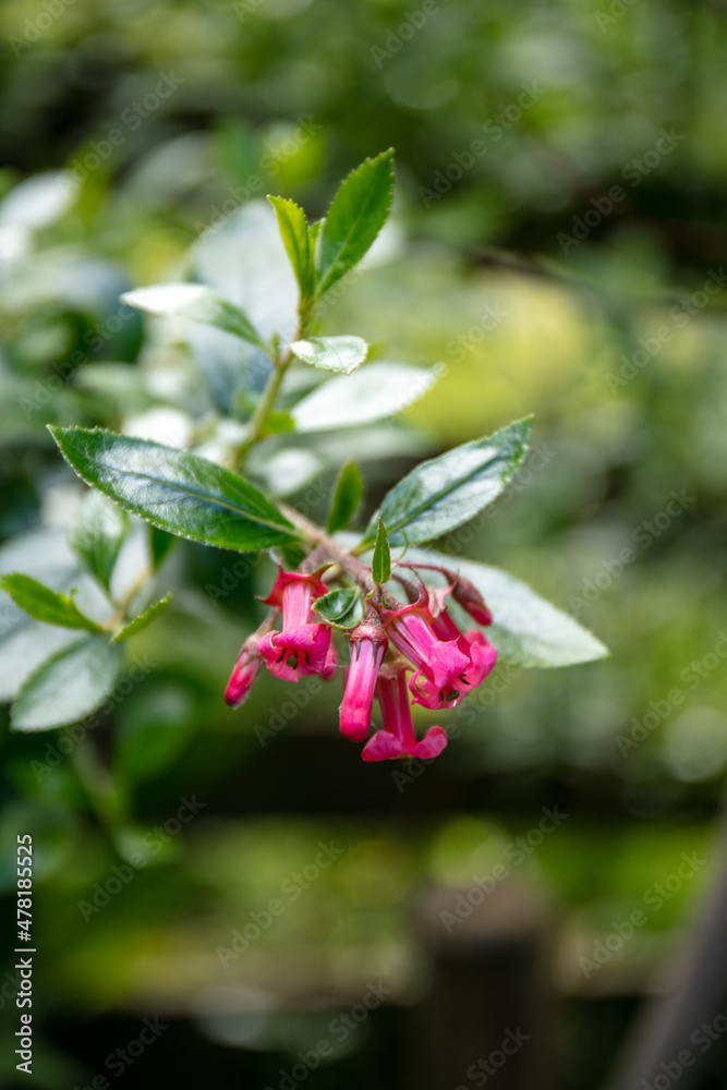 Red flower of Redclaws (Escallonia rubra) This plant part of the family ...