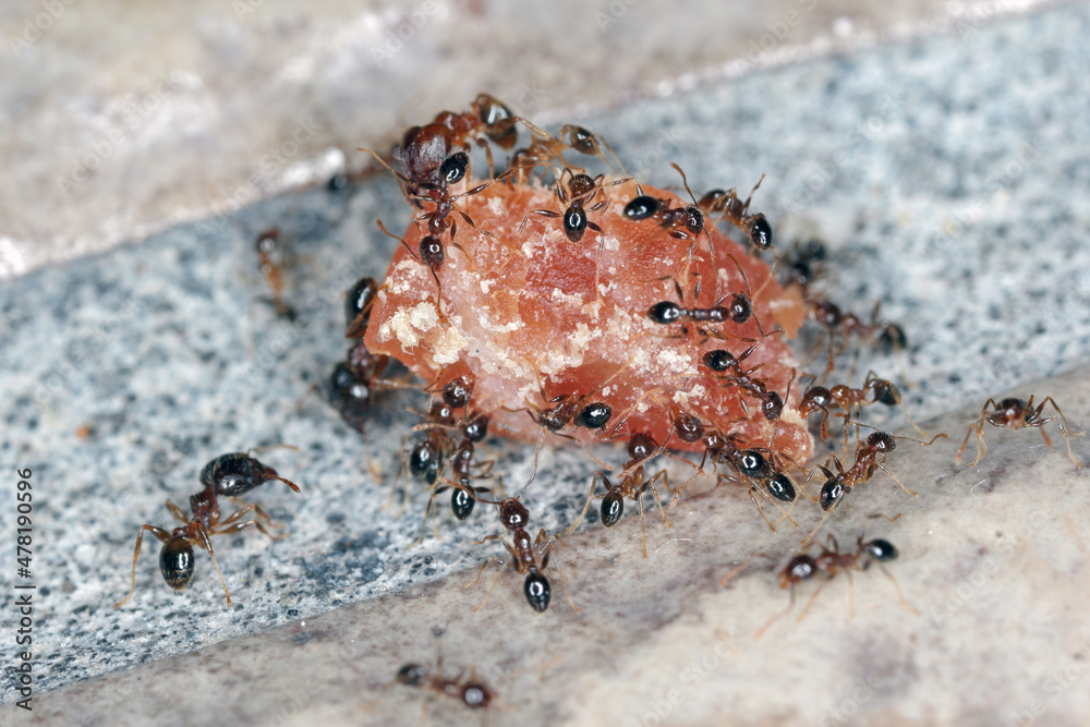 Ants - Pheidole megacepha collecting food scraps from the floor of a ...
