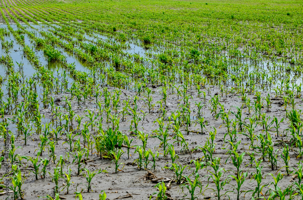 Water-flooded corn crops. Flooding in agricultural areas. Stock Photo ...