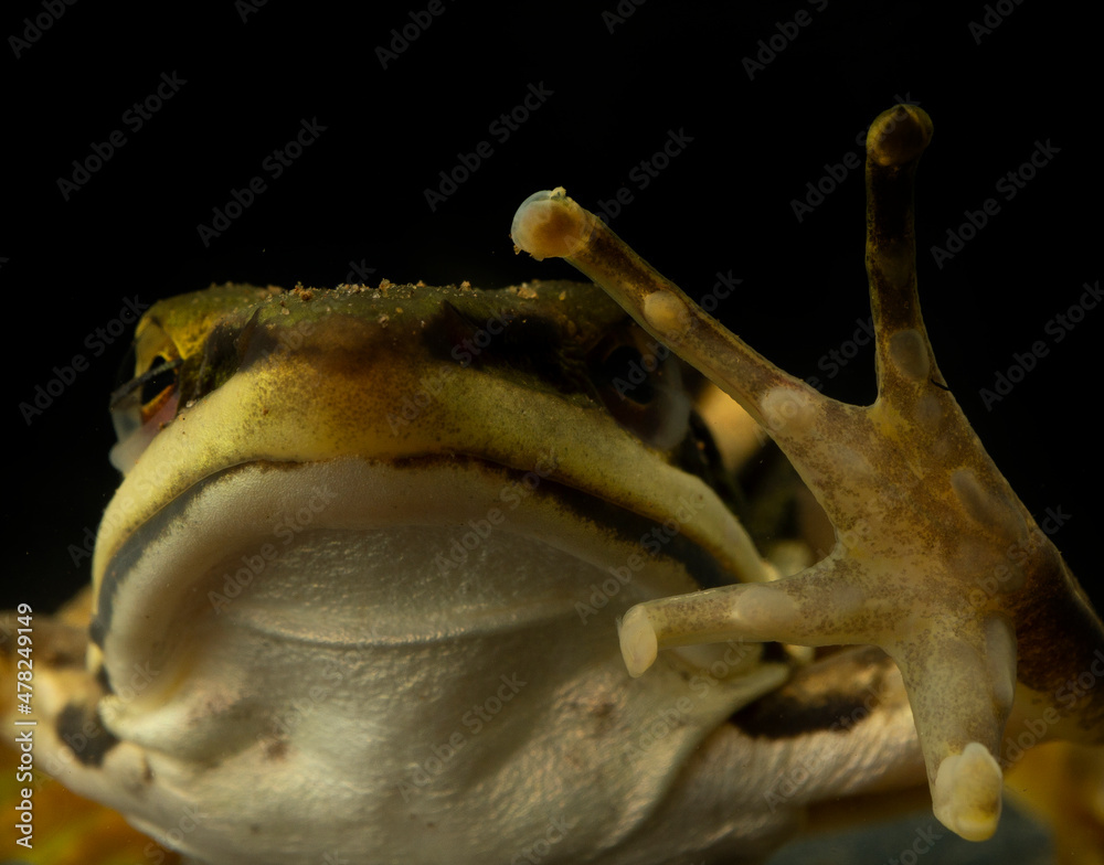 Frog showing its unique toes and body structure for aquatic life Stock ...