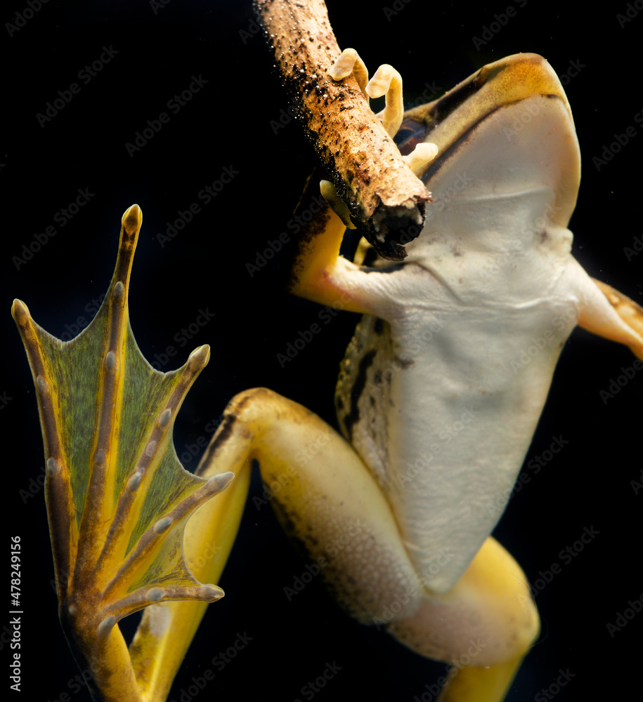 Frog showing its unique toes and body structure for aquatic life foto ...