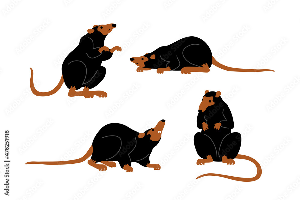 A set of black rats, carriers of plague and other infections ...