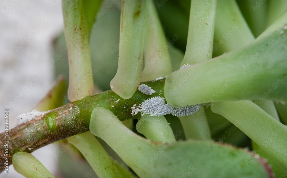 Succulent with mealy bug infestation close-up Stock Photo | Adobe Stock