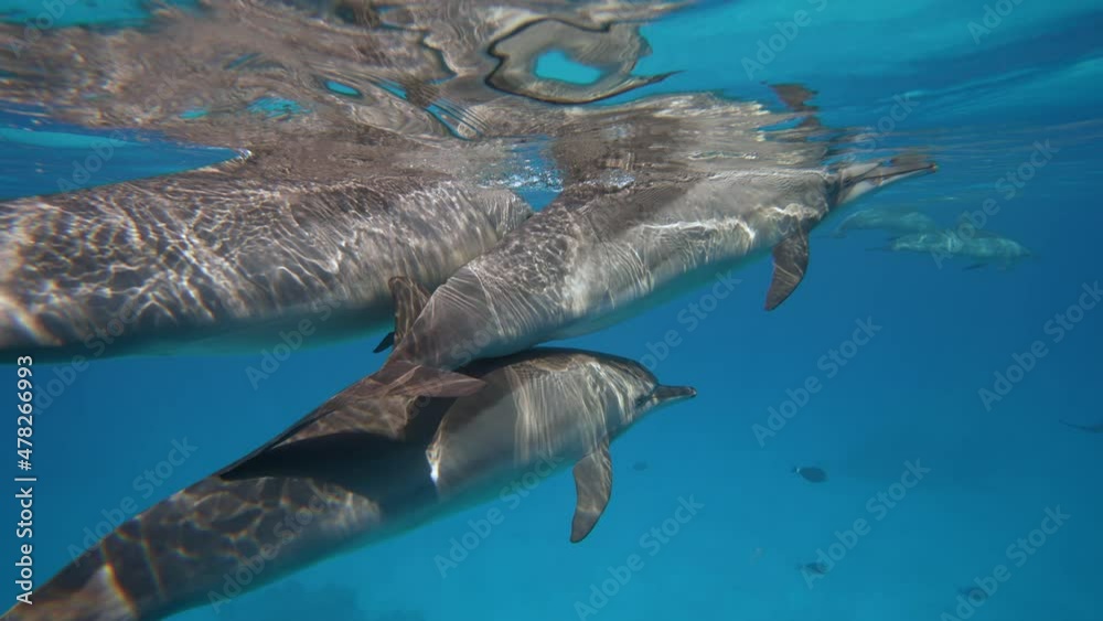 Dolphins playing in the blue water of Red sea. Underwater shot of wild ...