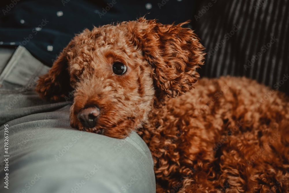 Pudel Stock Photo | Adobe Stock