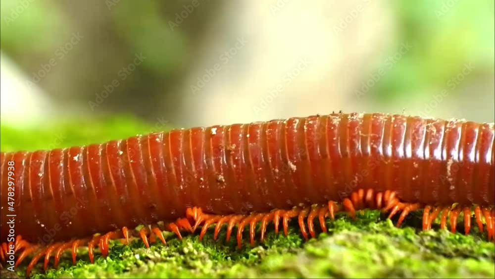 kluwing slow motion video. Spirostreptus leg details. Trigoniulus ...