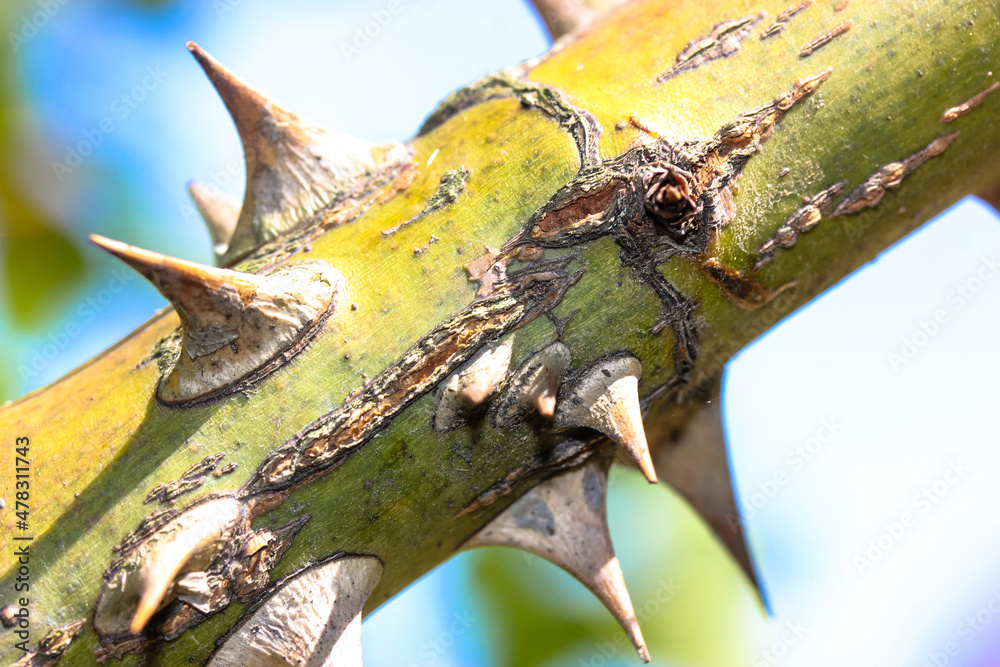 Fragment of rose bush green trunk with sharp long thorns. Dangerous ...