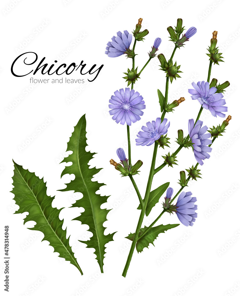 Hand-drawn branch, chicory flowers and leaves, medicinal chicory ...