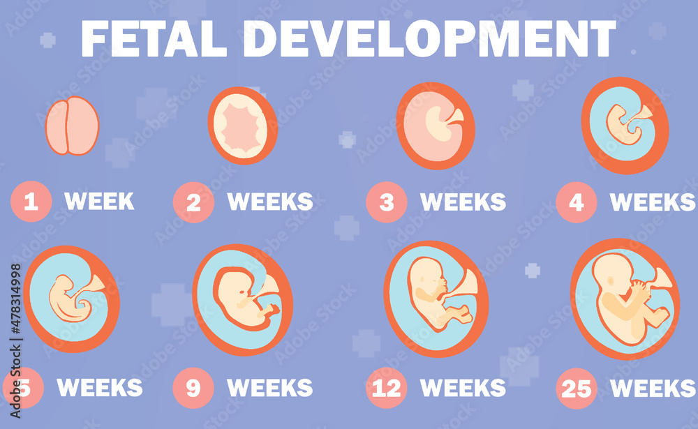 2d illustration Fetal Development system Stock Illustration | Adobe Stock