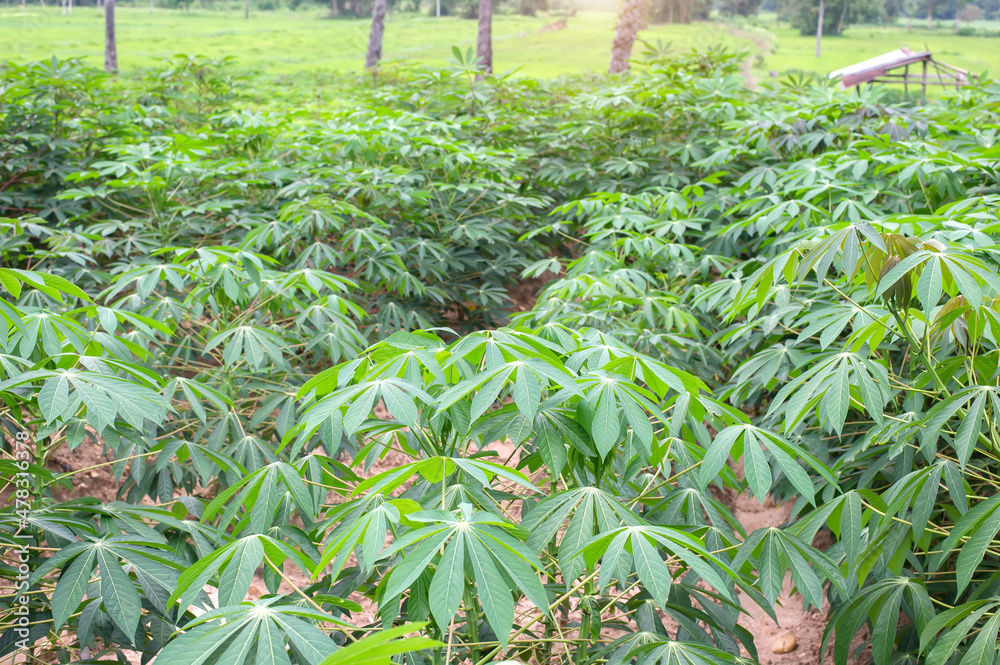 row of cassava tree in field. Growing cassava, young shoots growing ...