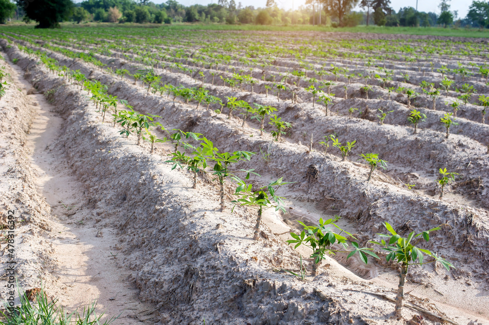 row of cassava tree in field. Growing cassava, young shoots growing ...