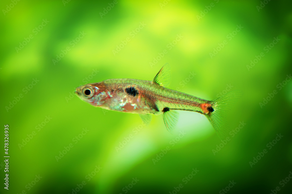Dwarf Rasbora