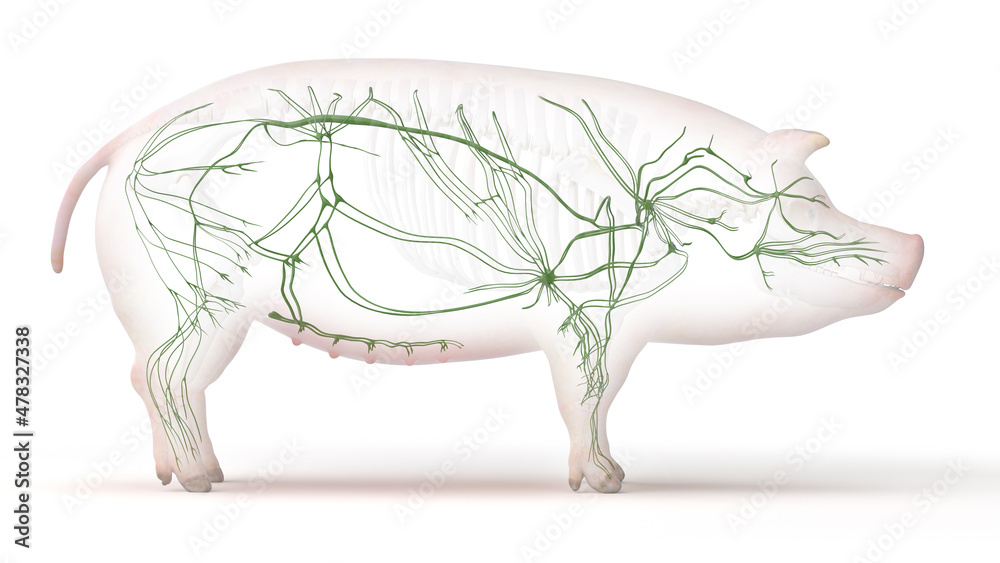 3d rendered illustration of the porcine anatomy - the lymphatic system ...