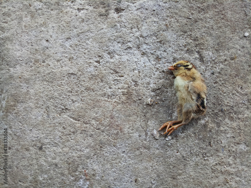 Chicken lying dead on the farm is used as an illustration in farming ...